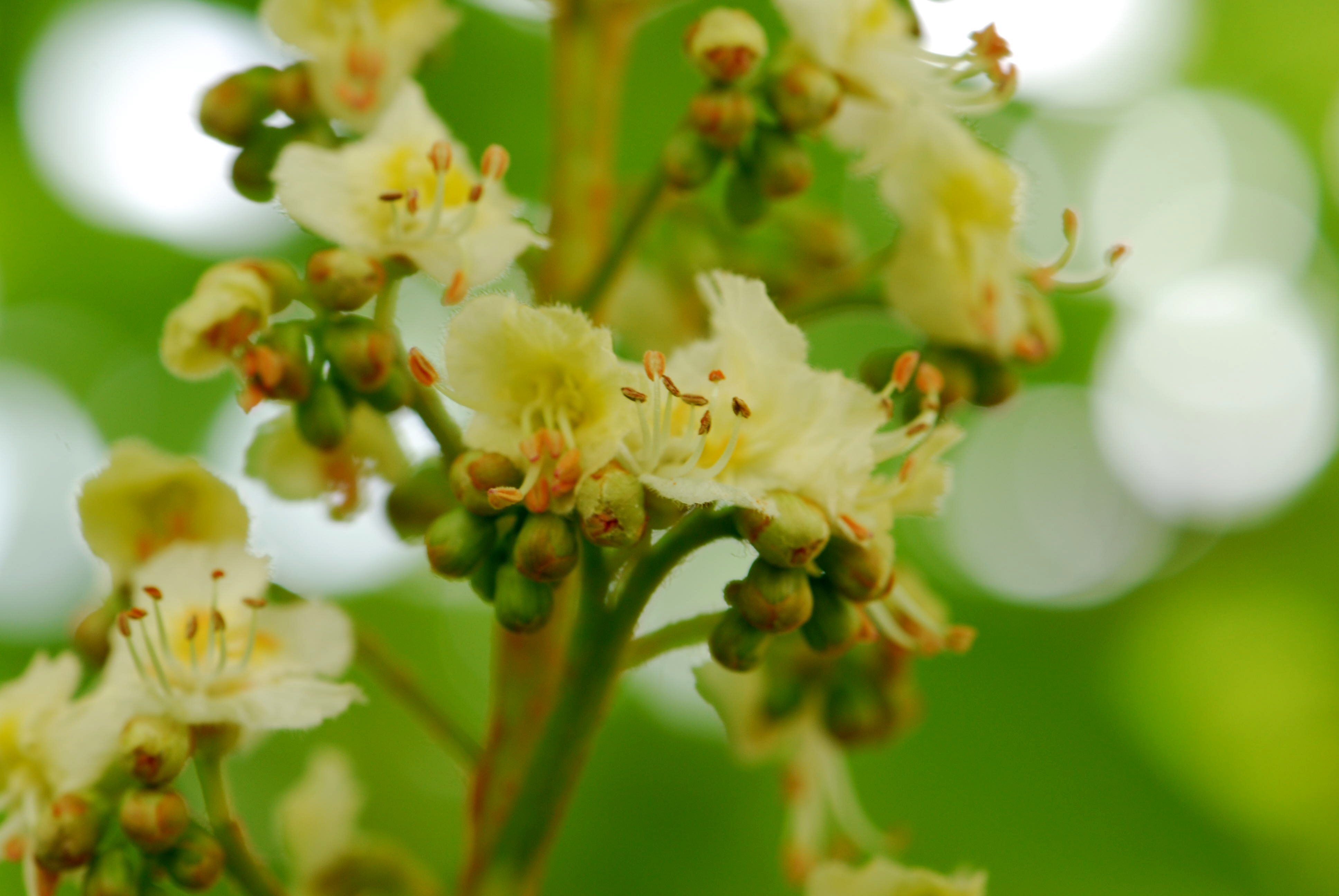 Aesculus hippocastanum - jírovec koňský (maďal) - květ