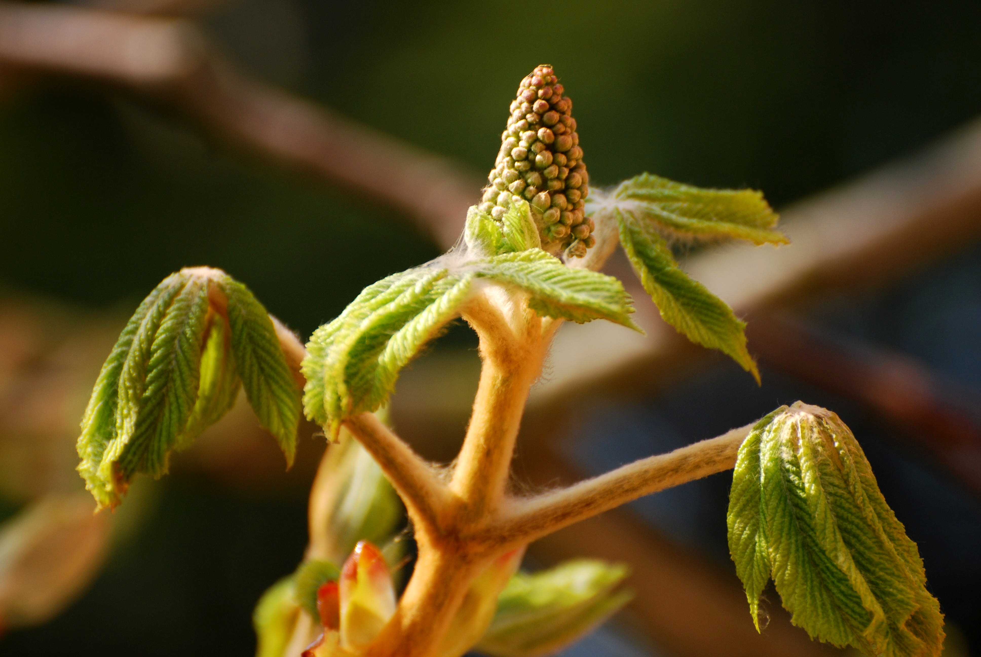 Aesculus hippocastanum - jírovec koňský (maďal) - květenství