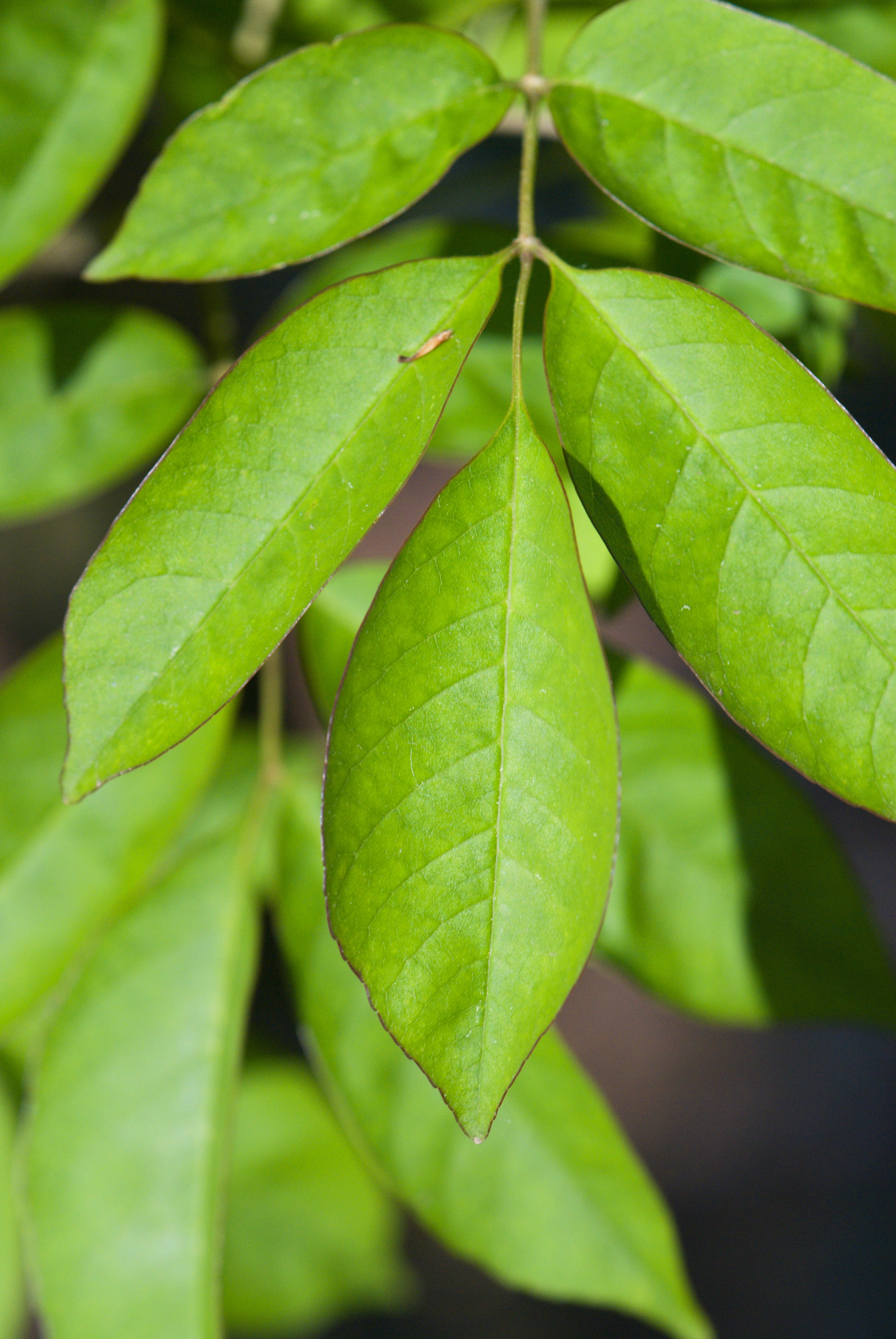 Fraxinus ornus - jasan manový, zimnář (31) - list