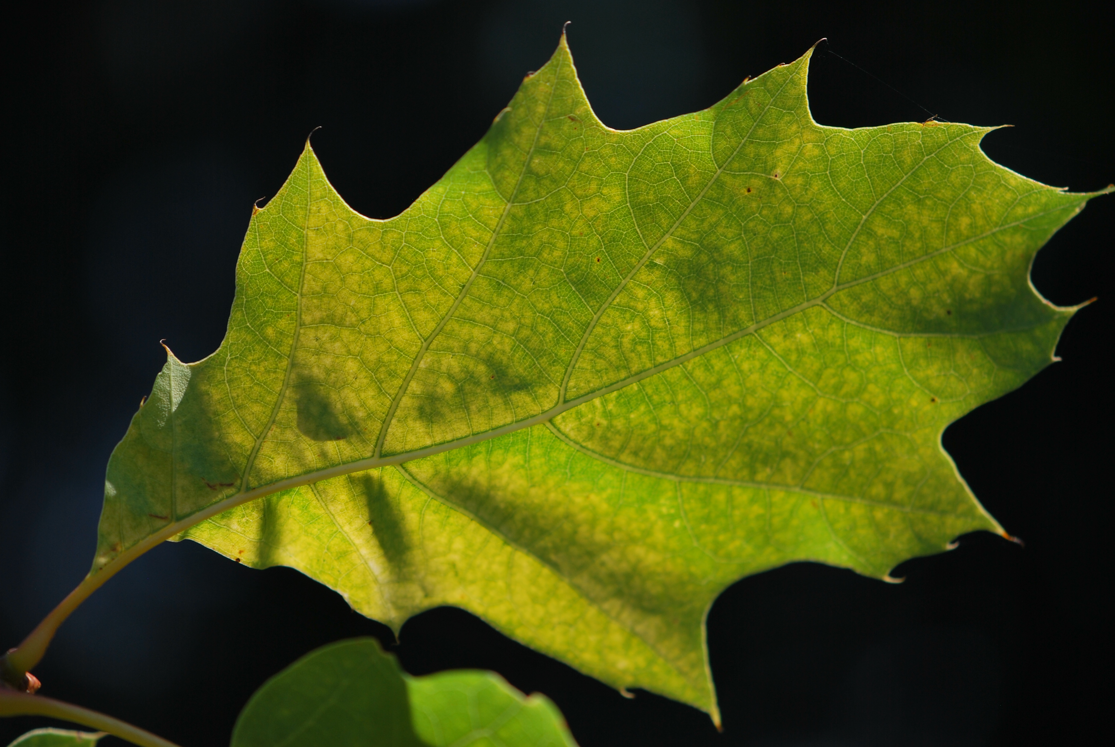 Quercus rubra ´Aurea´ - dub červeý - letní list - rub (51)2