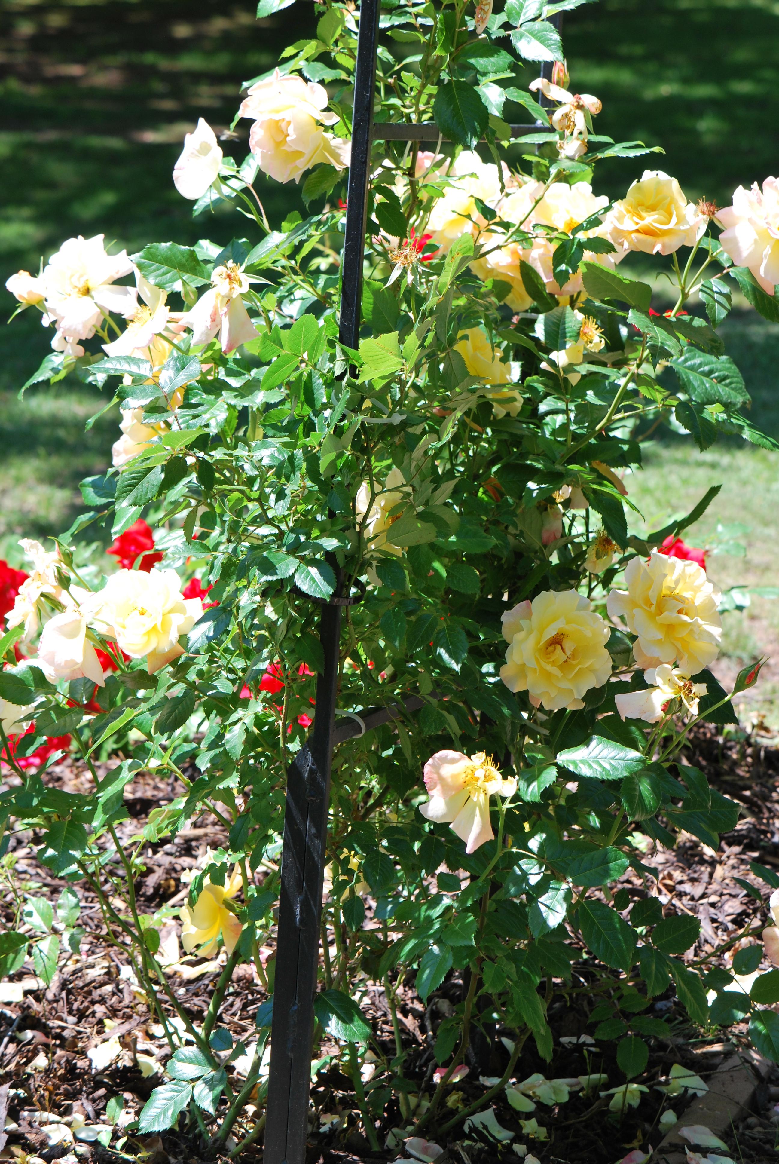 Rosa 'Moonlight' - růže popínavá